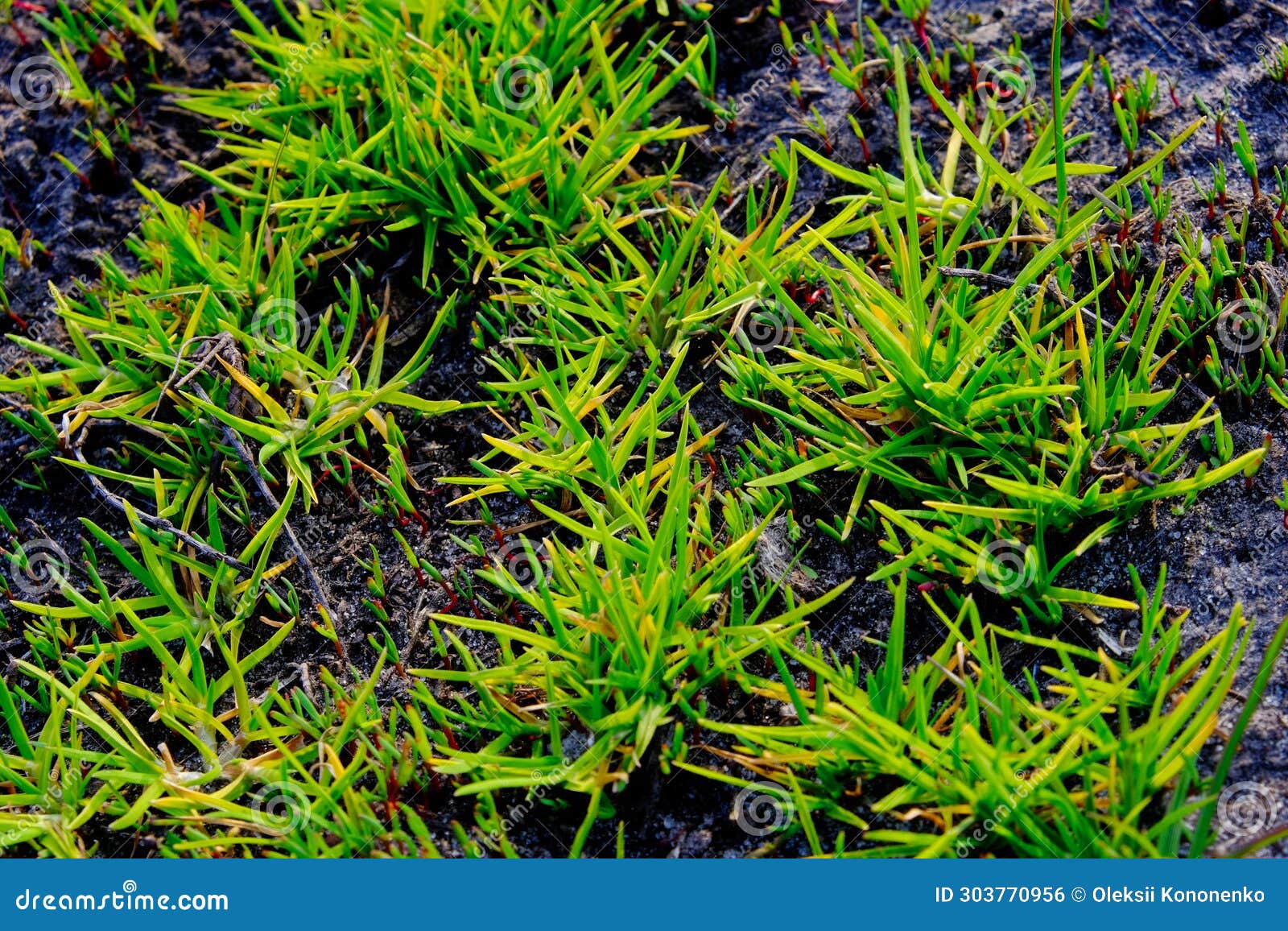 New Grass Growth Emerges from the Ground Stock Photo - Image of green ...