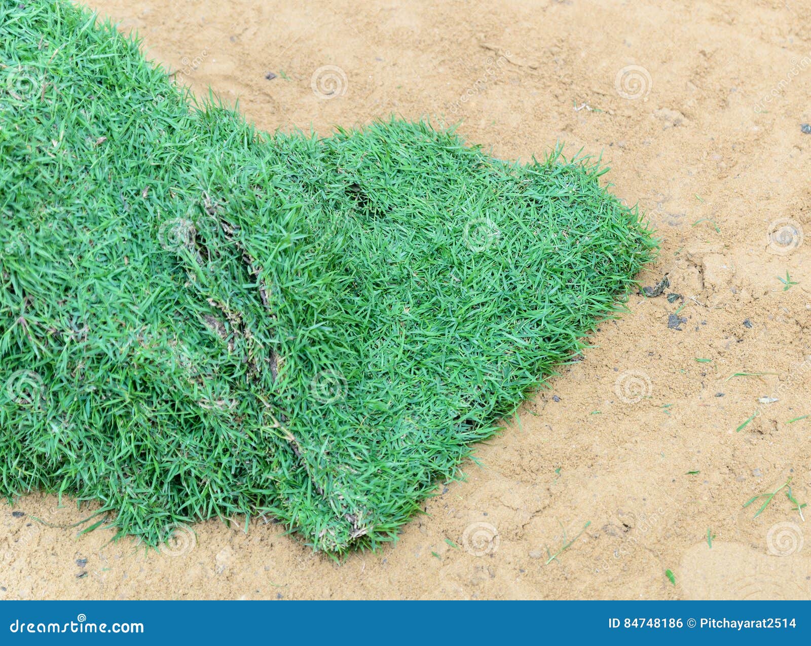 New grass stock photo. Image of gardener, floor, lawn - 84748186