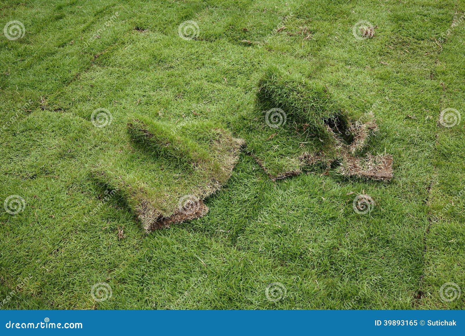 New Grass, Planting New Sod Grass Stock Image - Image of ground, home ...