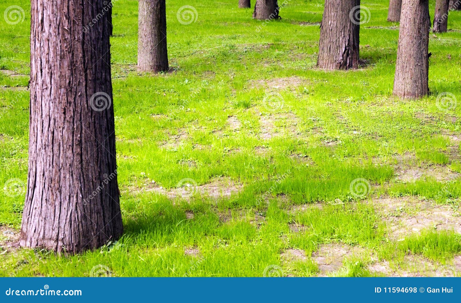 New grass and trunk stock photo. Image of park, grass - 11594698