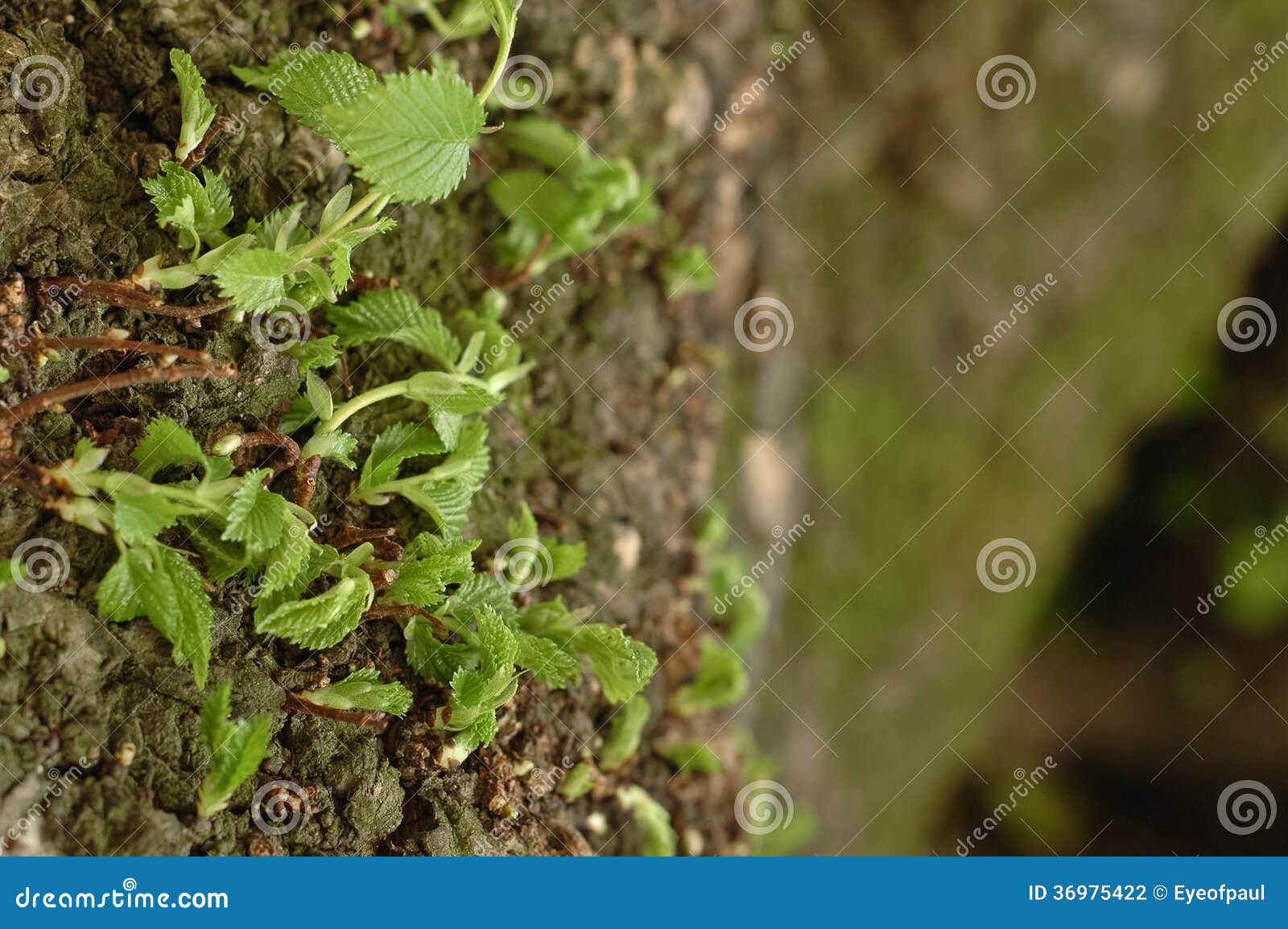 New Green Bud Grows from Tree Trunk Stock Photo - Image of garden, leaf ...