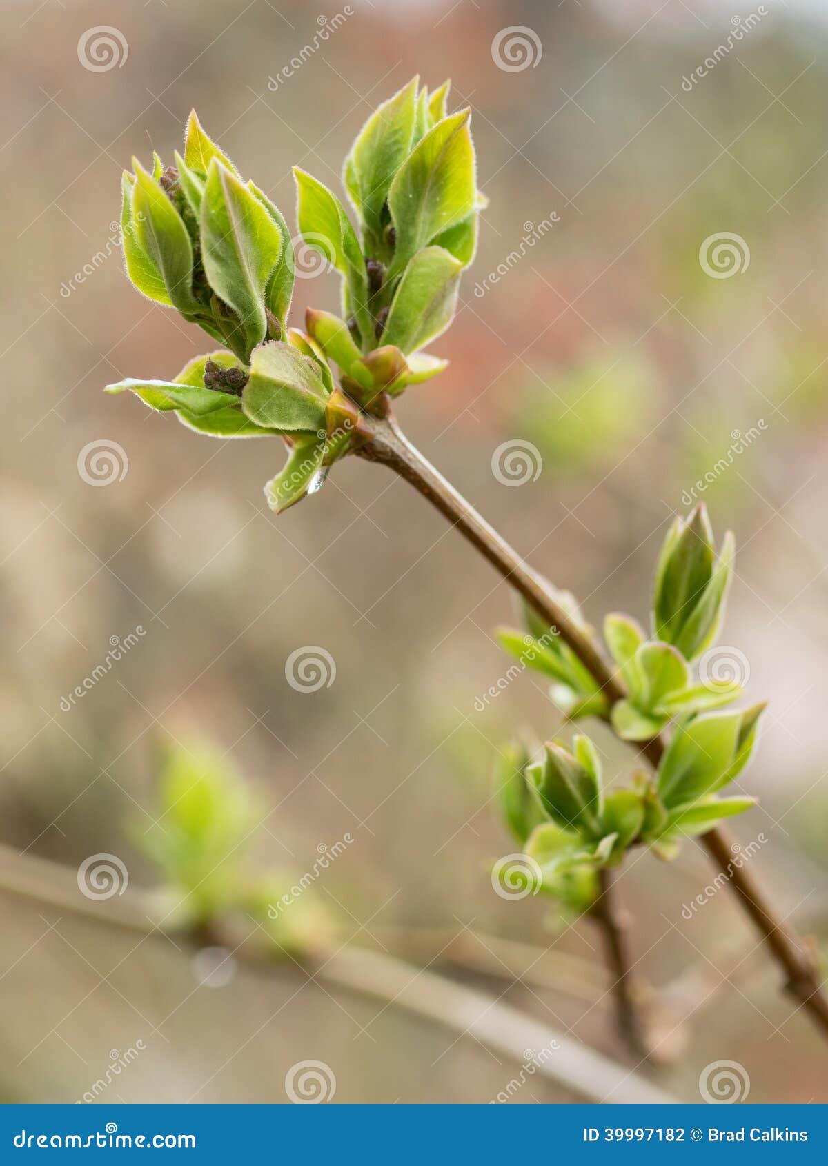 New green buds stock photo. Image of trees, green, environment - 39997182