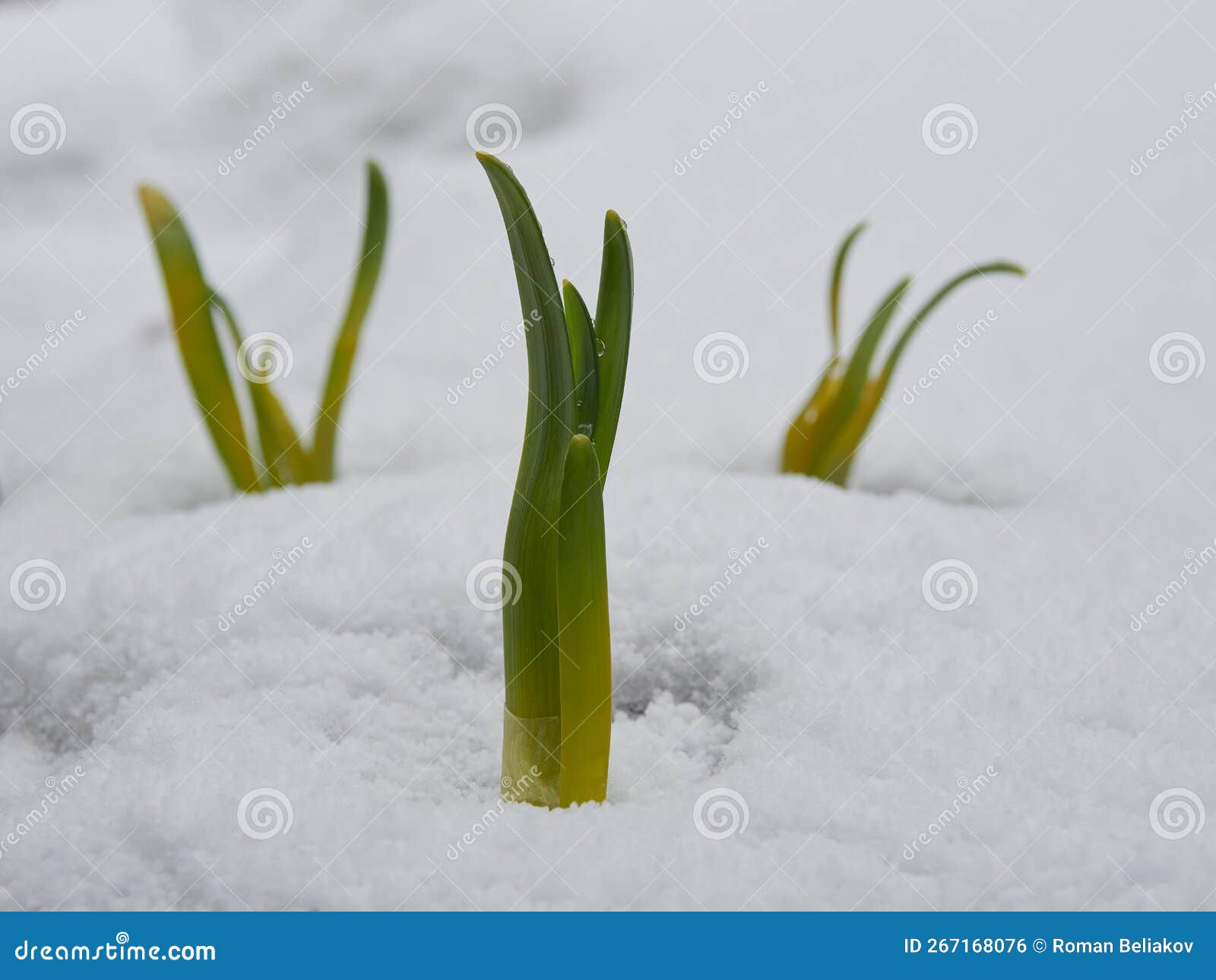 New Green Daffodil in Spring. Stock Photo - Image of garden, natural ...