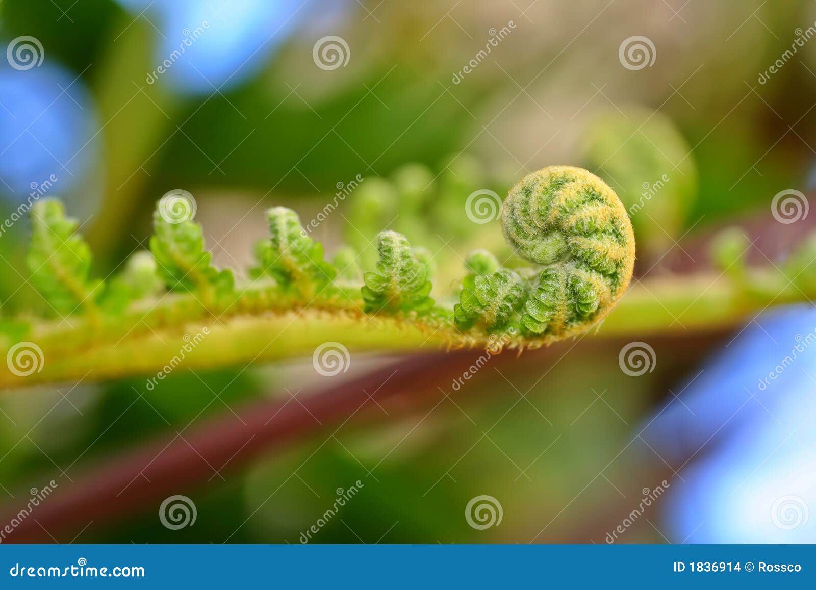 Circinate Vernation Royalty-Free Stock Photo | CartoonDealer.com #19911009