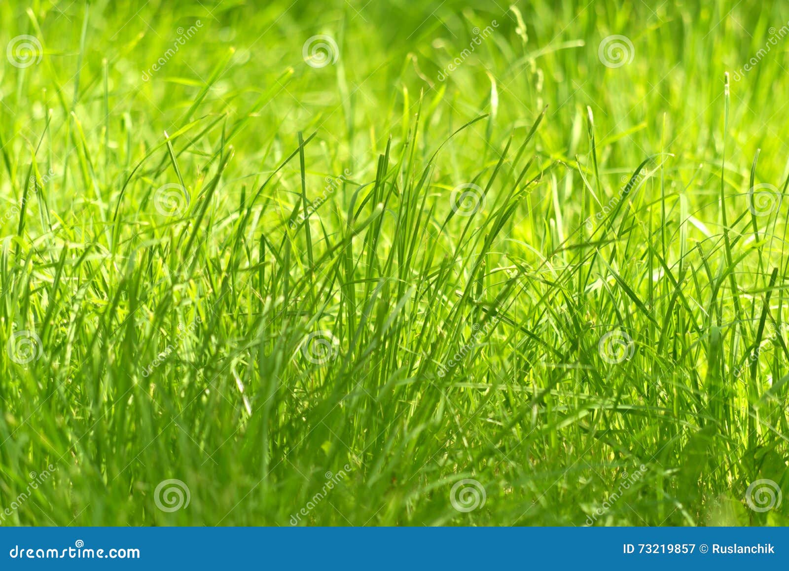 New green grass stock image. Image of fresh, field, blur - 73219857