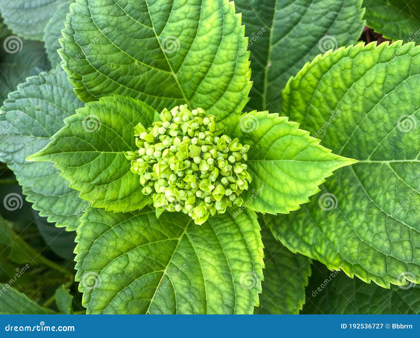 New Green Hydrangea Flower on Garden Stock Image - Image of leaves ...