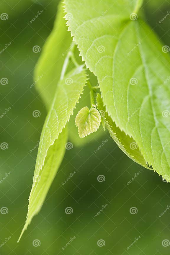 New Green Leaf in Spring stock photo. Image of leaf, fresh - 37560498