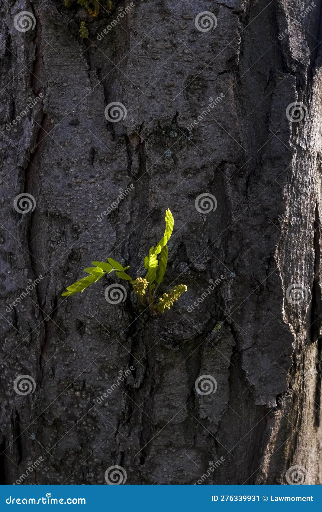 New Green Leaves on a Tree Trunk Stock Image - Image of silhouette ...