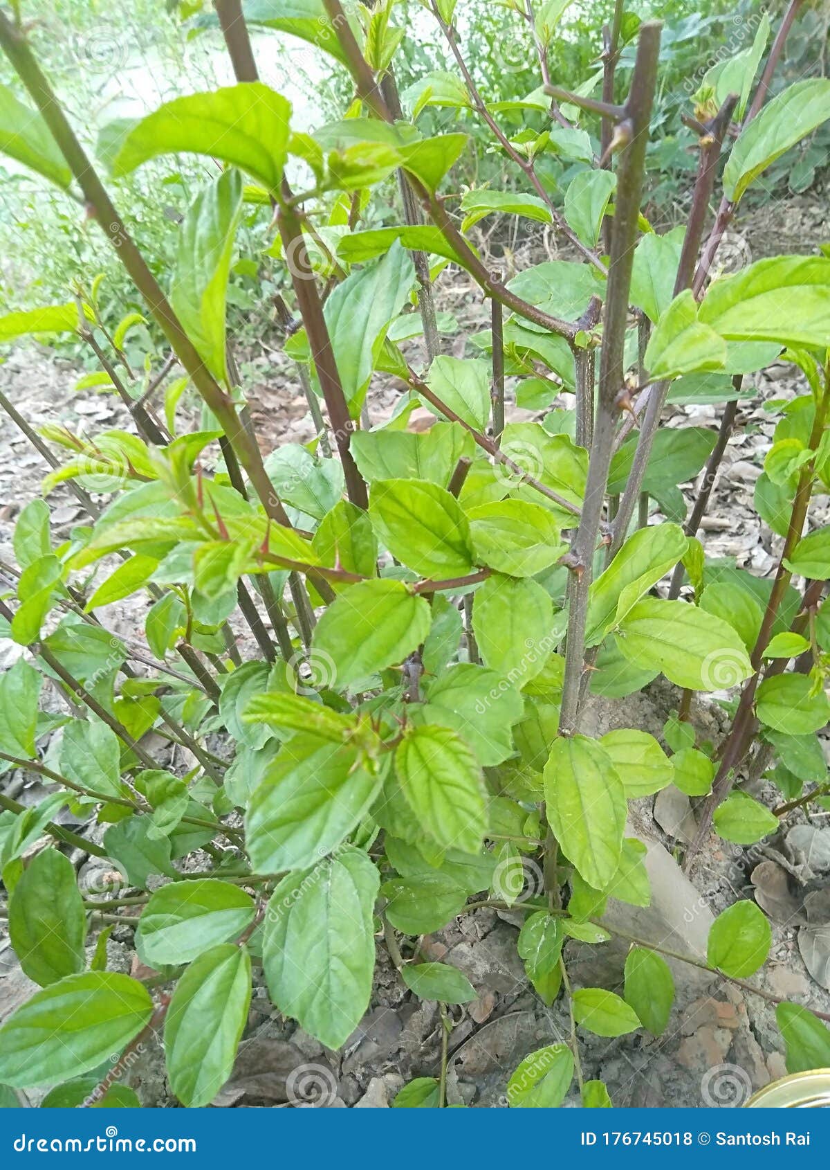 New Green Leef of New Plant Stock Photo - Image of plant, leef: 176745018