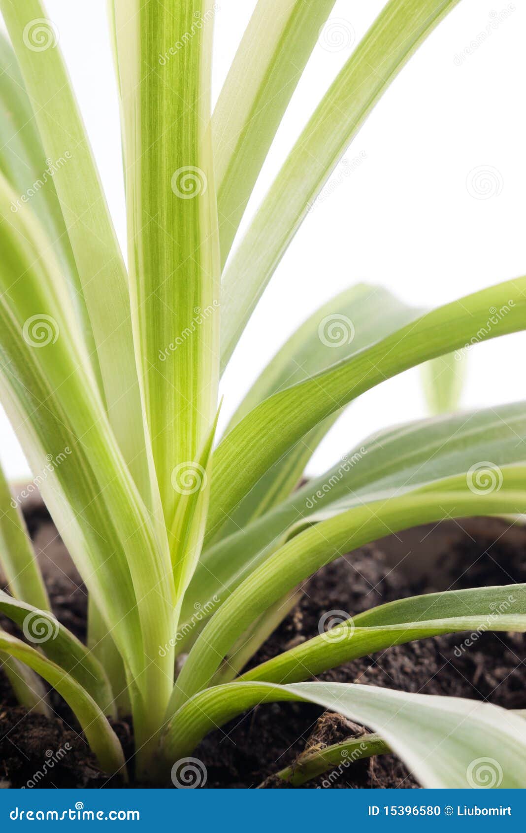New green plant growing stock photo. Image of closeup - 15396580