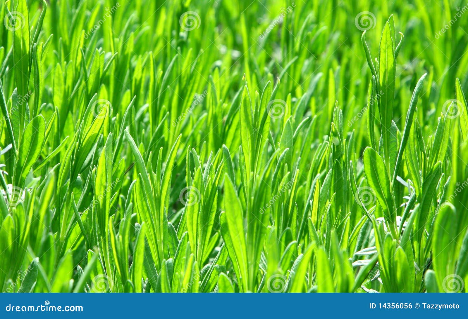 New green shoots stock photo. Image of close, crops, grow - 14356056