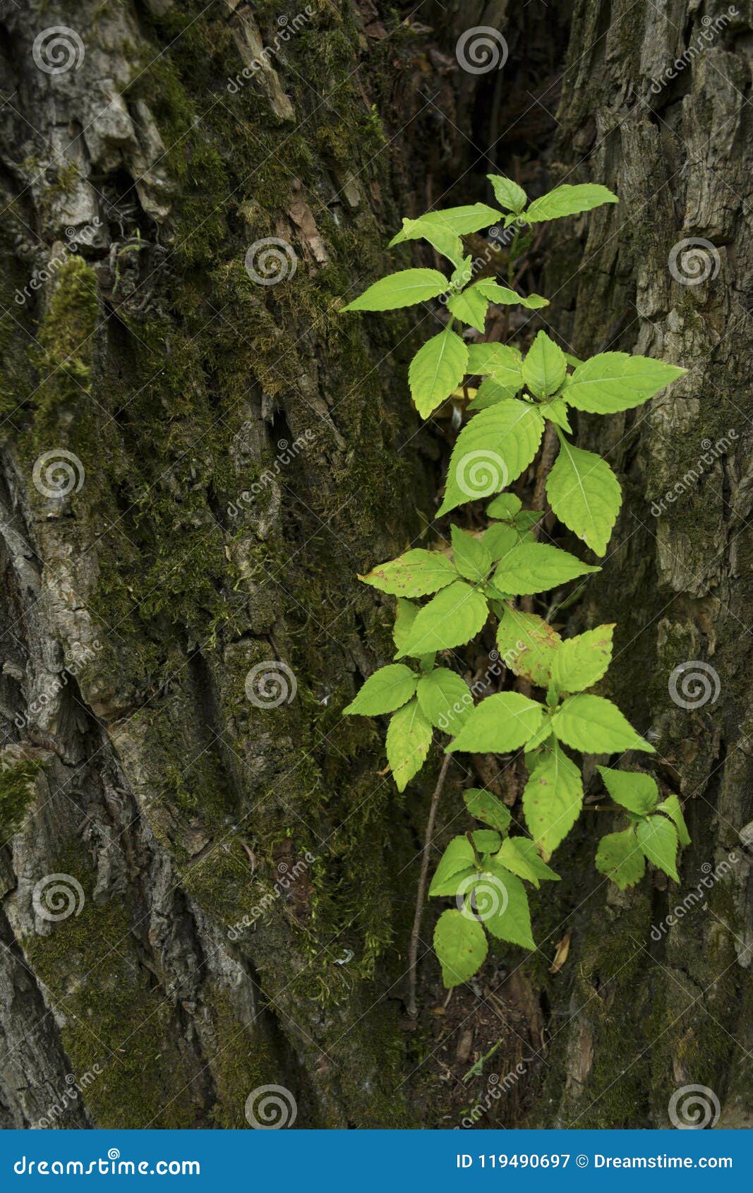 New shoots of the old tree stock image. Image of forests - 119490697
