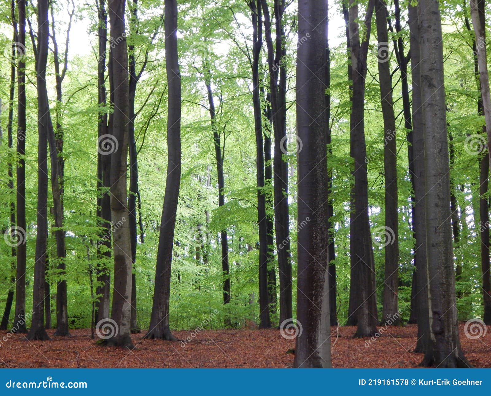 New Greenery on the Trees in Spring Stock Photo - Image of green ...