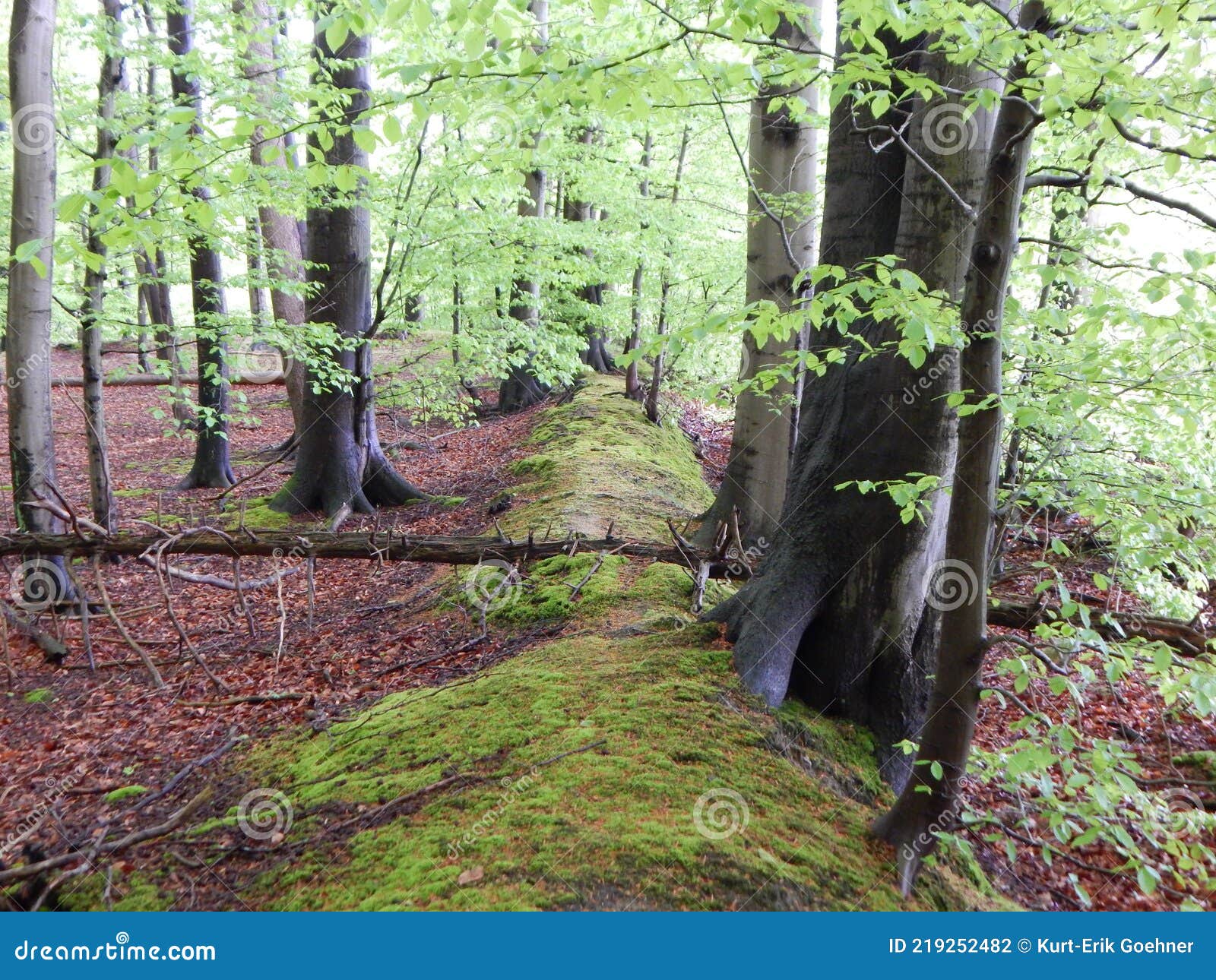 New Greenery on the Trees in Spring Stock Photo - Image of tree, forest ...