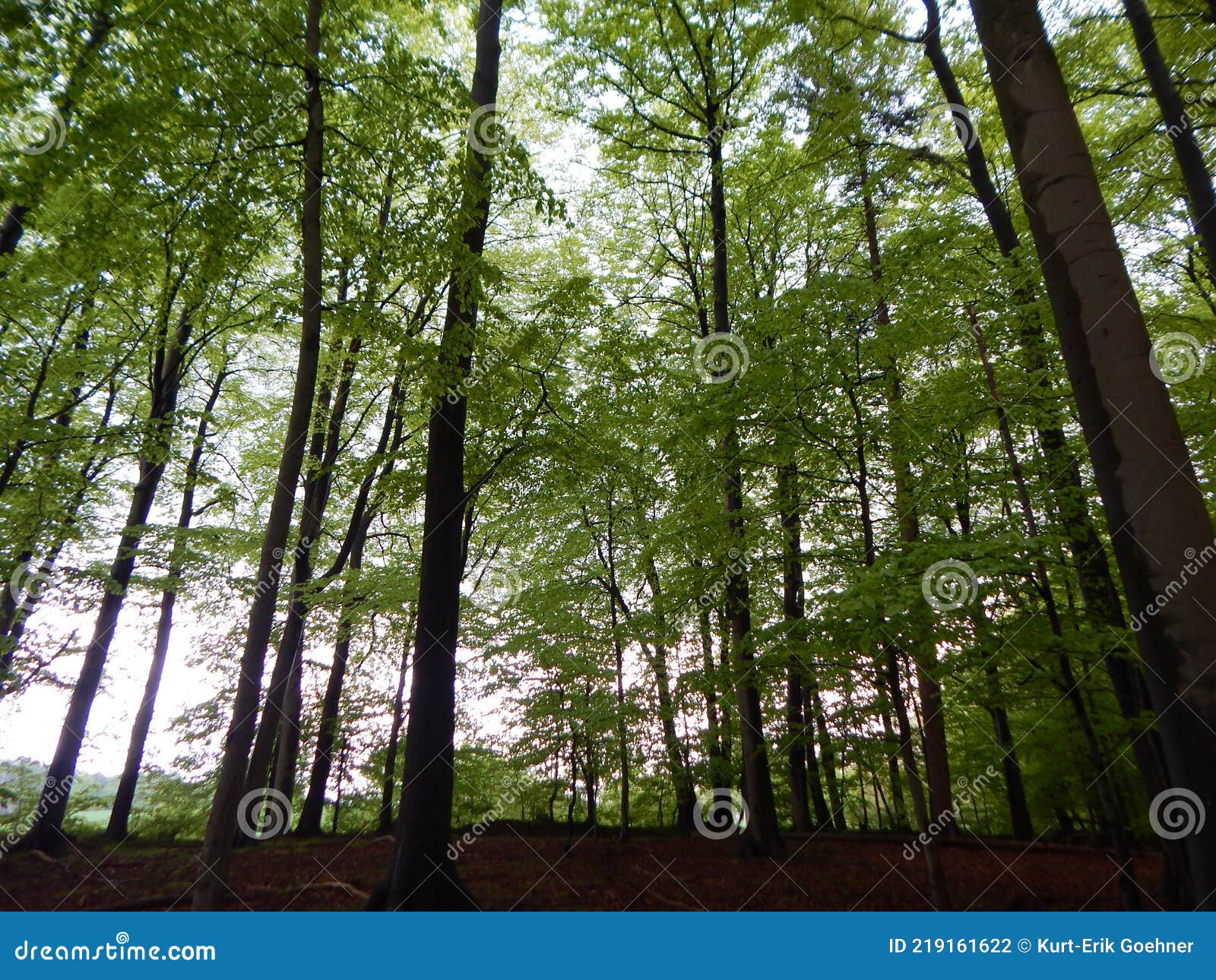 New Greenery on the Trees in Spring Stock Photo - Image of forest ...
