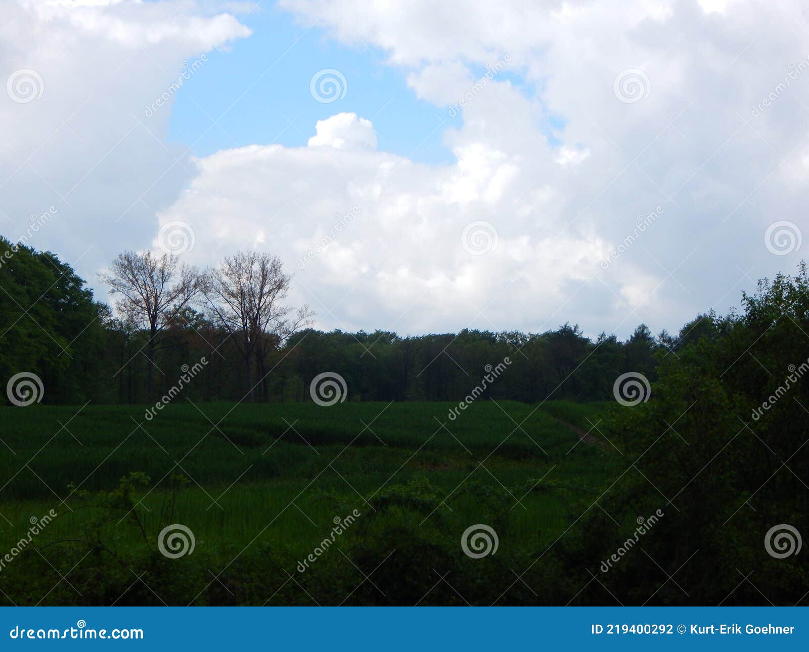 New Greenery on the Trees in Spring Stock Photo - Image of plain ...