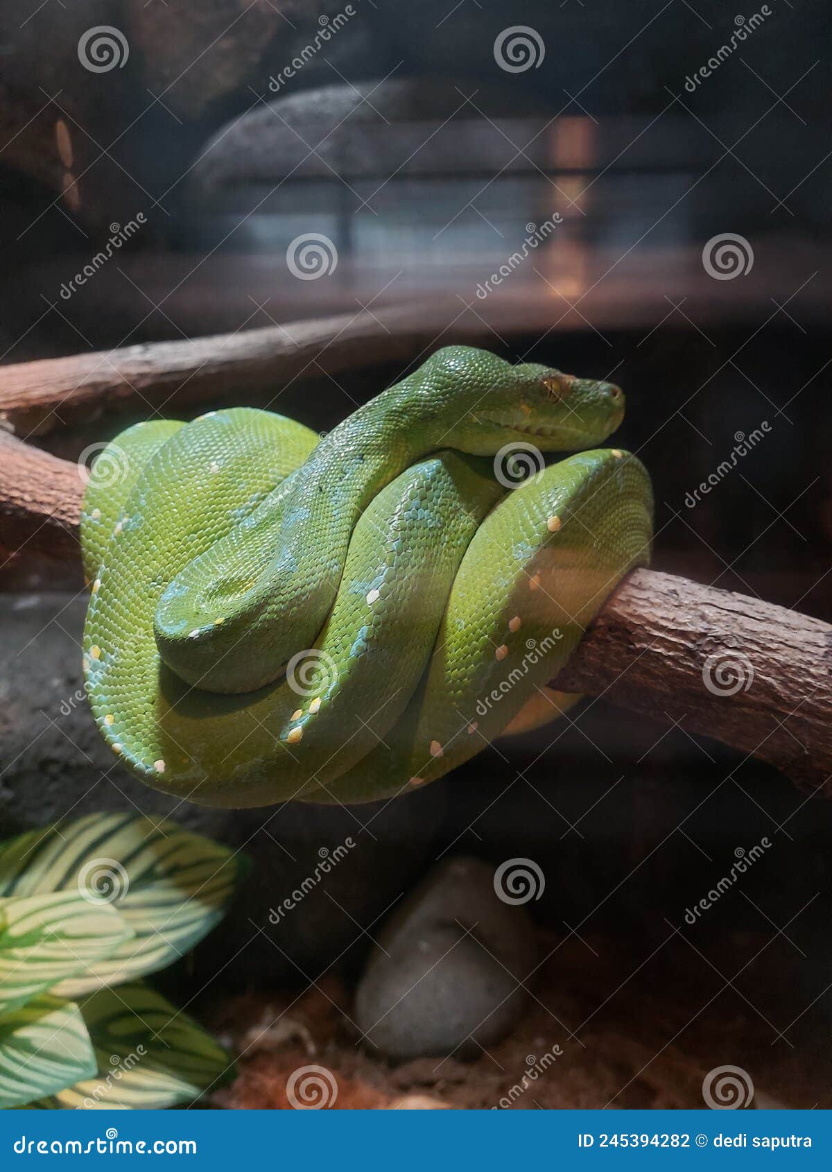 Gren Snake Stock Photos - Free & Royalty-Free Stock Photos from Dreamstime