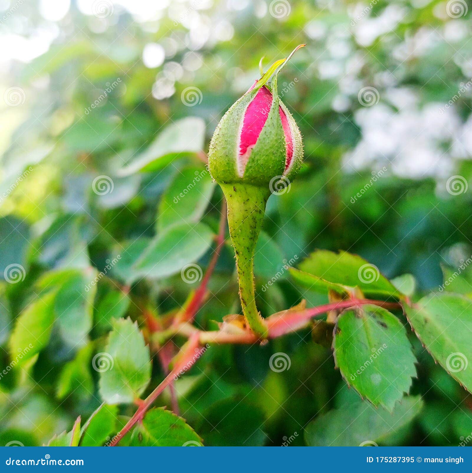 A New Growing Flower of Rose Stock Image - Image of green, nature ...