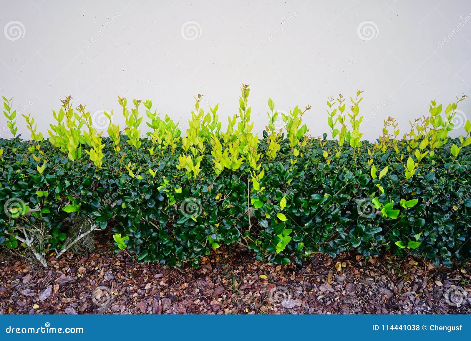 Ilex pur purea holly tree stock photo. Image of dark - 114441038