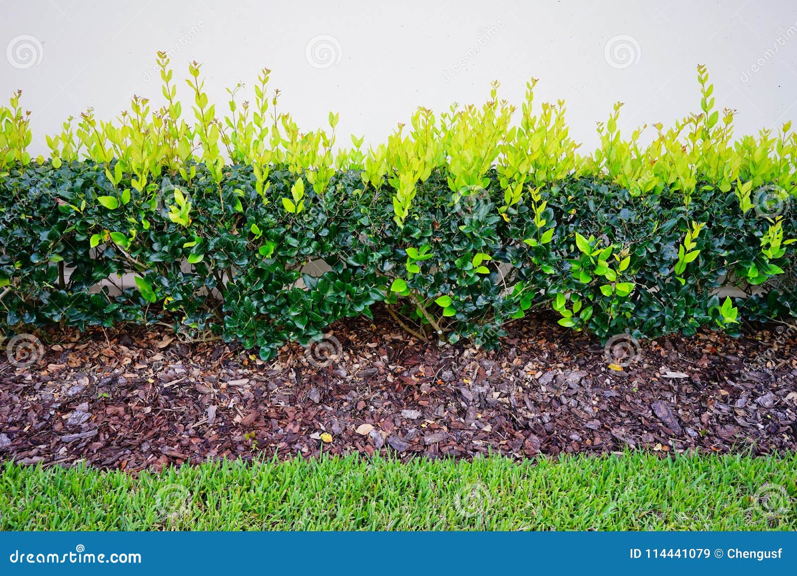 Ilex pur purea holly tree stock image. Image of dark - 114441079
