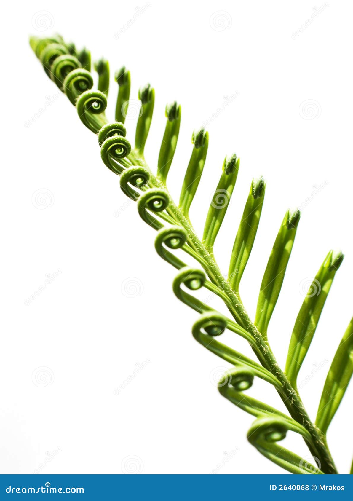 New growing leaf stock photo. Image of green, garden, spring - 2640068