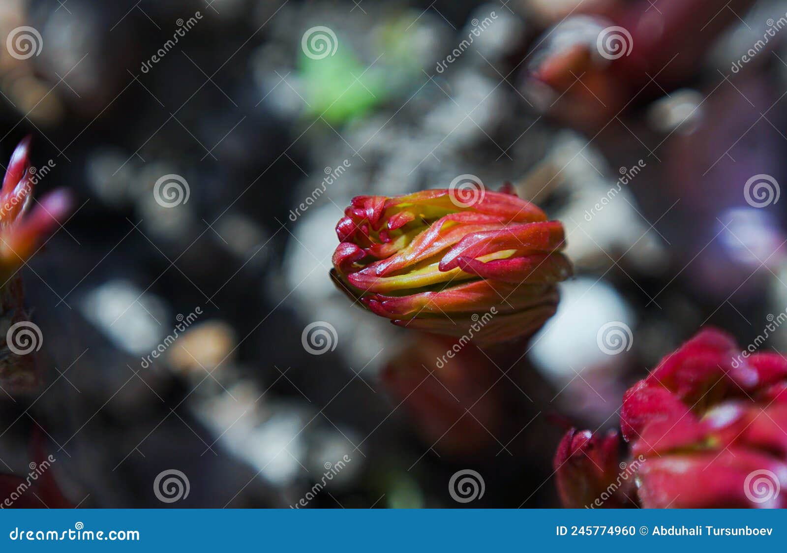New growing plant buds stock photo. Image of ground - 245774960