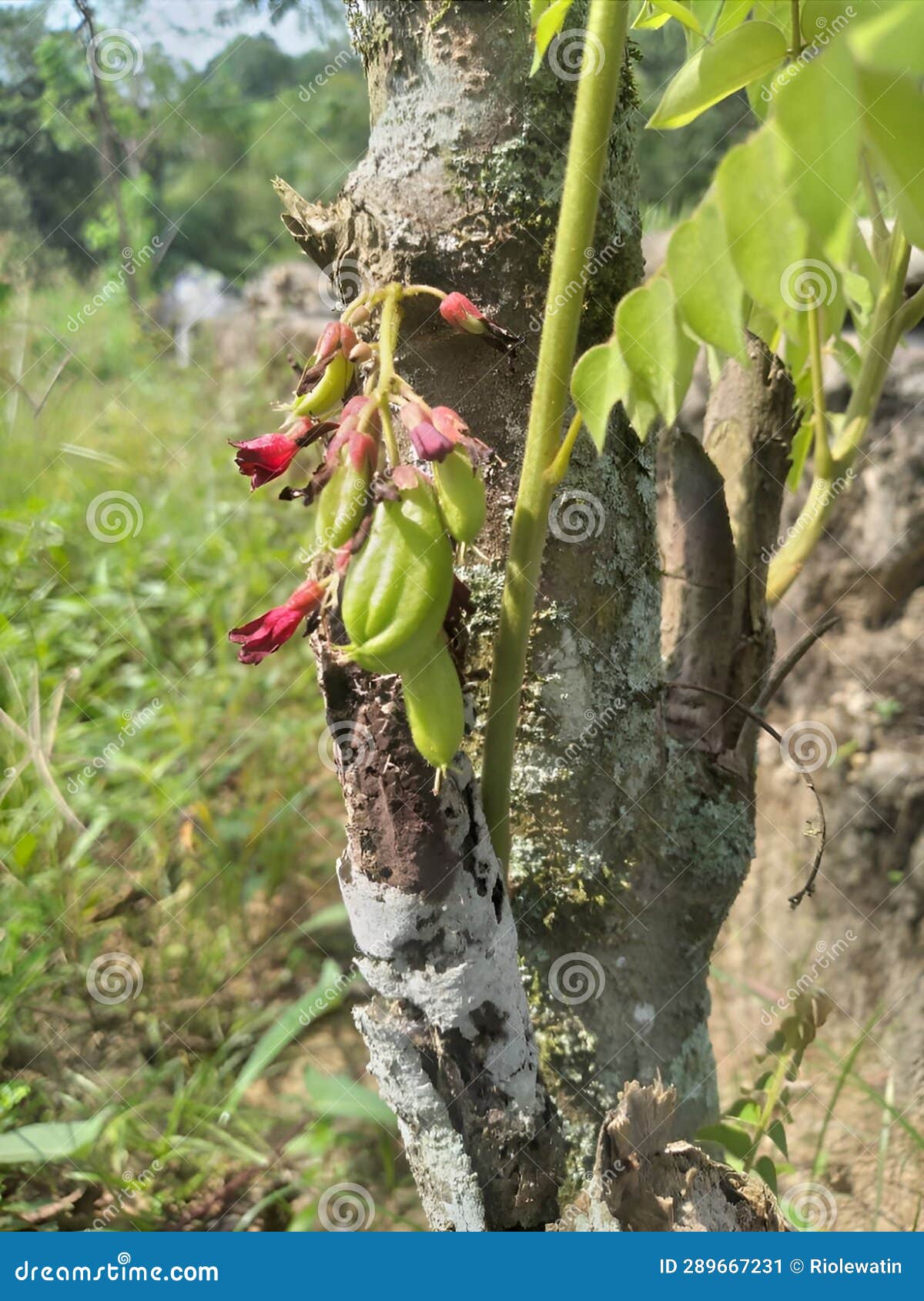 New growing starfruit stock image. Image of goodness - 289667231