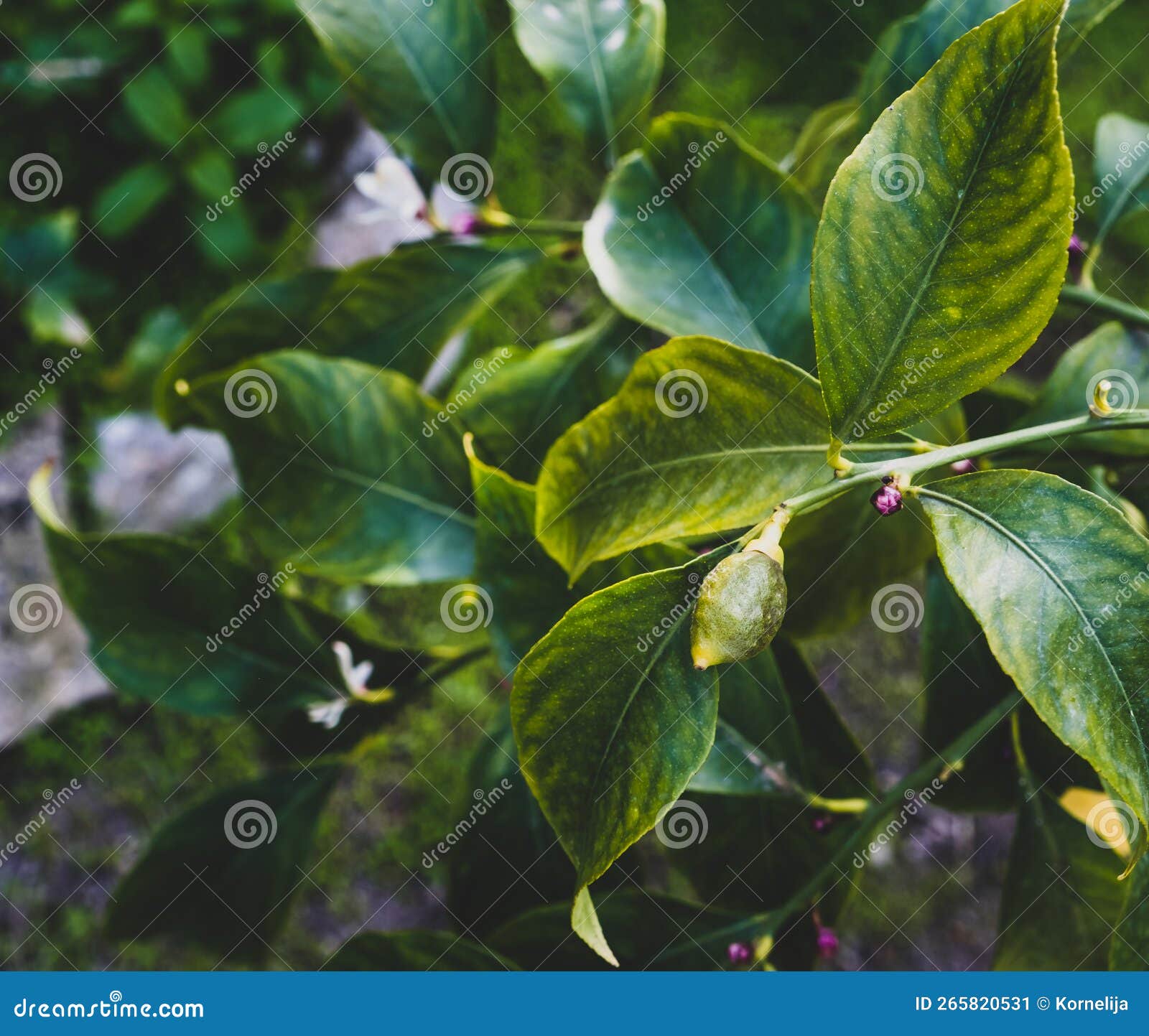 New Growing Tiny Lemons Growing on the Tree Stock Image - Image of lime ...