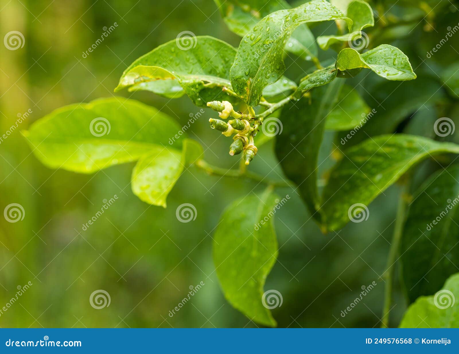 New Growing Tiny Lemons Growing on the Tree Stock Photo - Image of ...