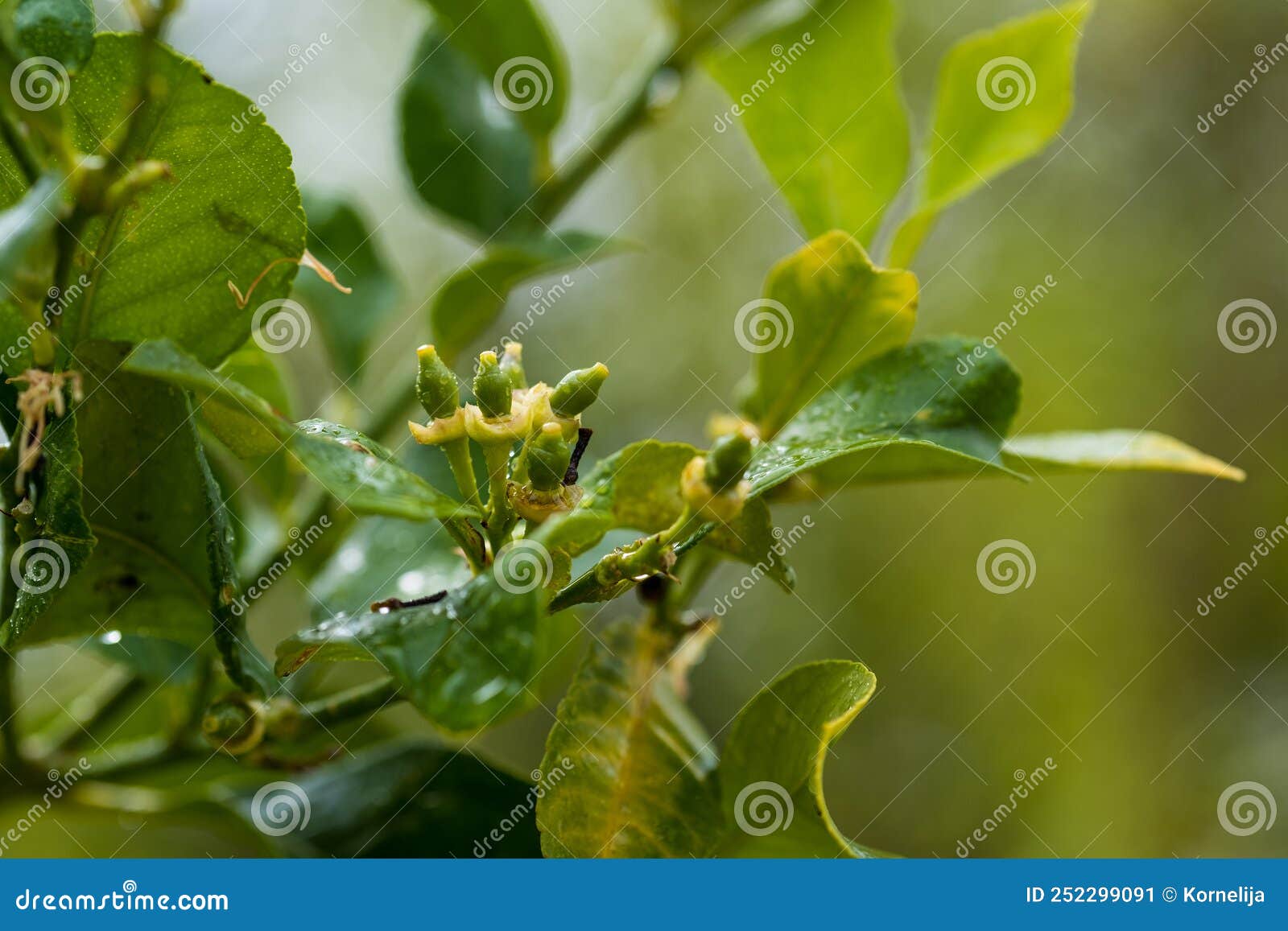 New Growing Tiny Lemons Growing on the Tree Stock Image - Image of ...