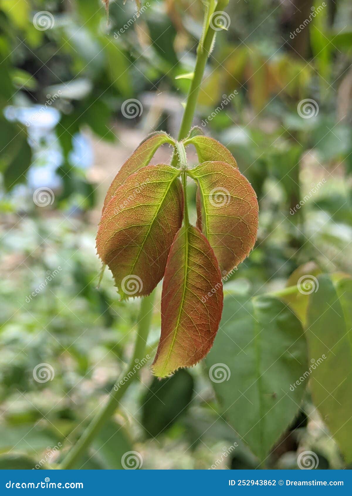 New Growing Trees of My Garden Stock Photo - Image of blossom, gsrde ...