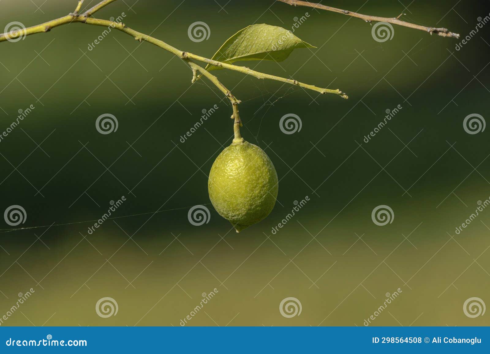 Newly Grown Lemon Tree and Its Fruit.Small Lemon Stock Photo - Image of ...