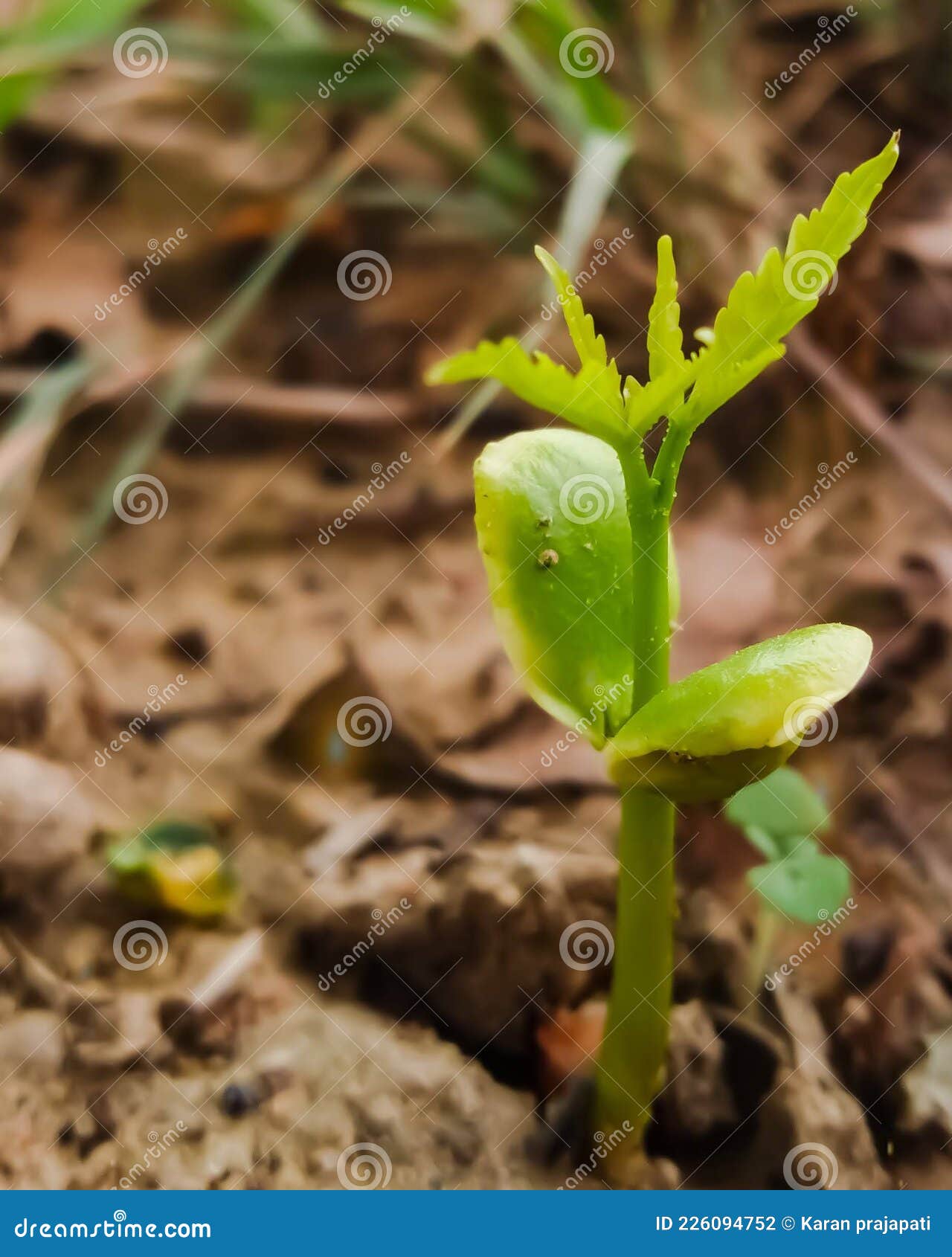 New Grown Small Tree Close Photography Stock Photo - Image of fresh ...
