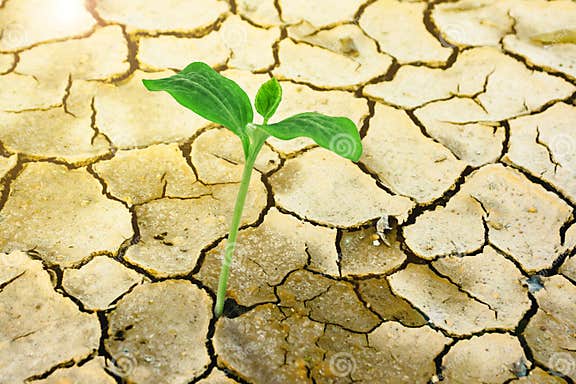 New Growth stock photo. Image of environment, root, outdoors - 17052582