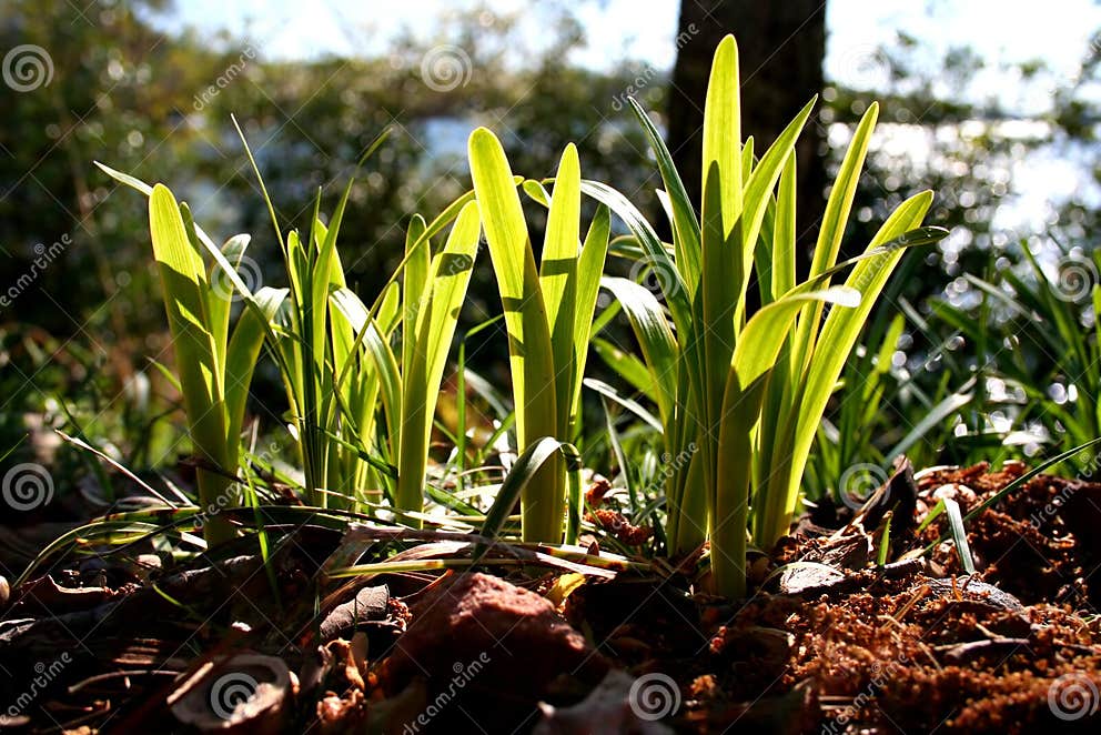 New Growth stock image. Image of sprout, seed, dirt, environment - 1855351