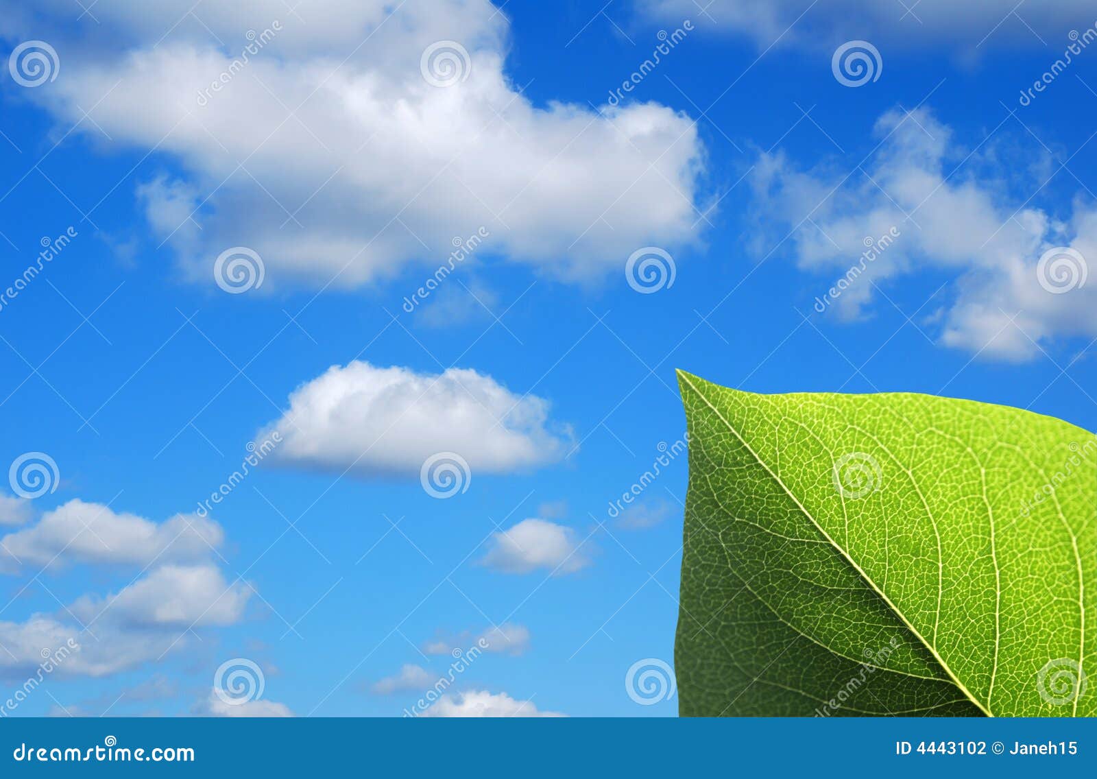 New growth stock photo. Image of nature, blue, growth - 4443102
