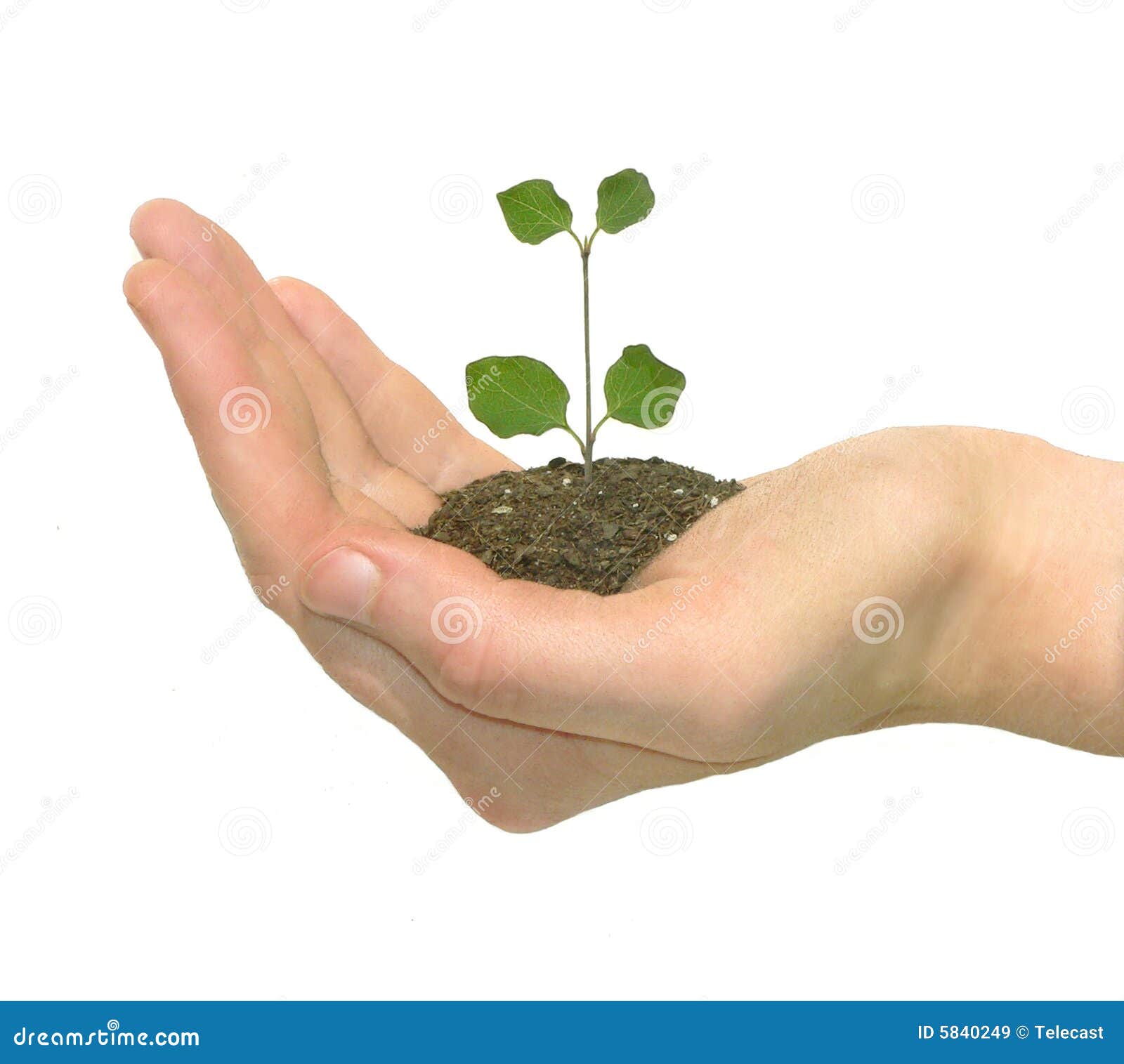 New Growth stock image. Image of garden, flowers, fragile - 5840249