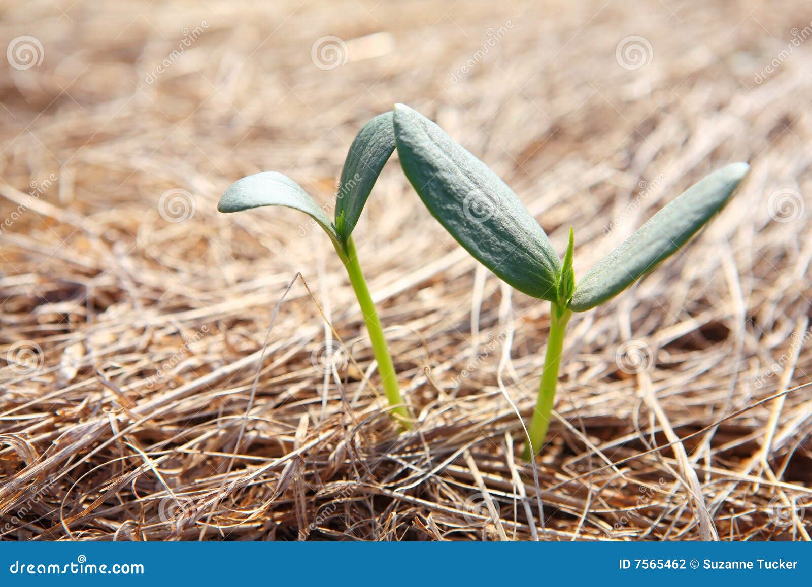 New growth stock photo. Image of spring, plants, fertile - 7565462