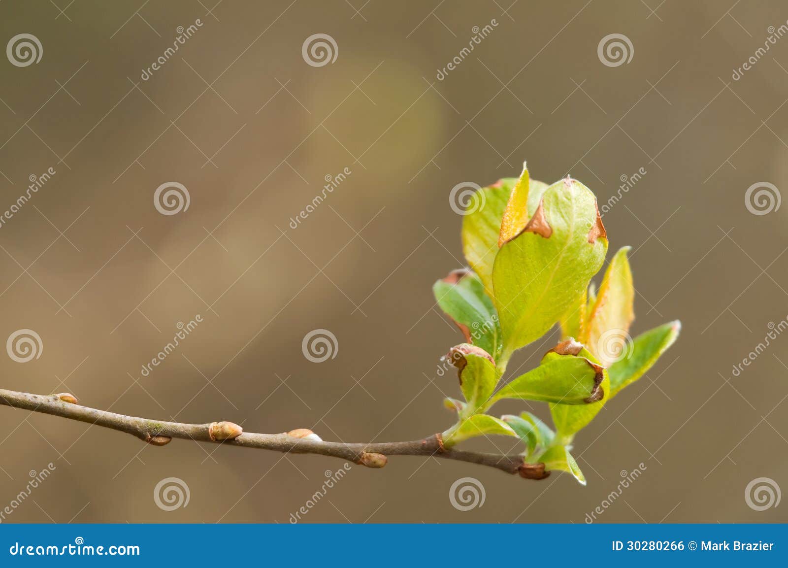 Spring Bursting Out All Over Stock Photo - Image of growth, environment ...
