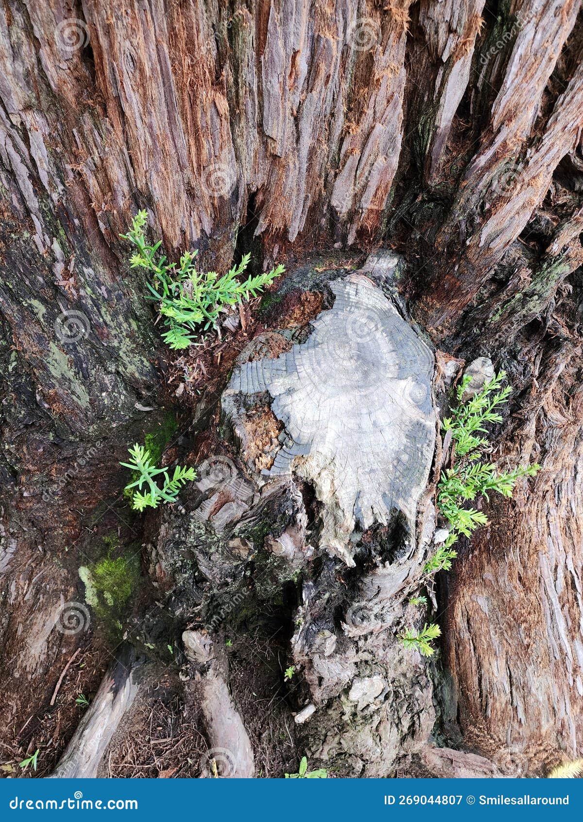 New Growth from the Bottom of Tree. Stock Image - Image of trail, leaf ...