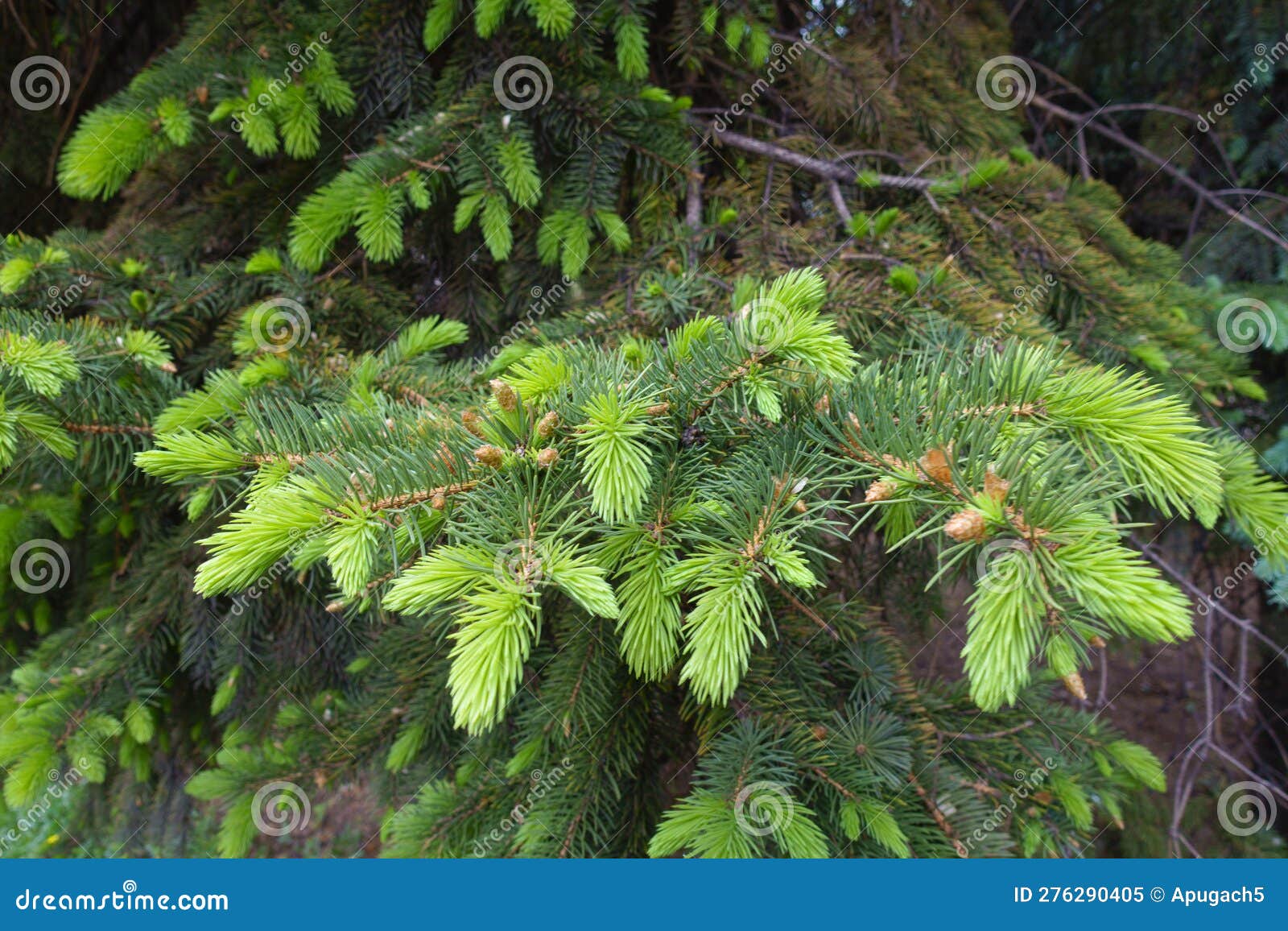 New Growth on Branches of Serbian Spruce in May Stock Image - Image of ...
