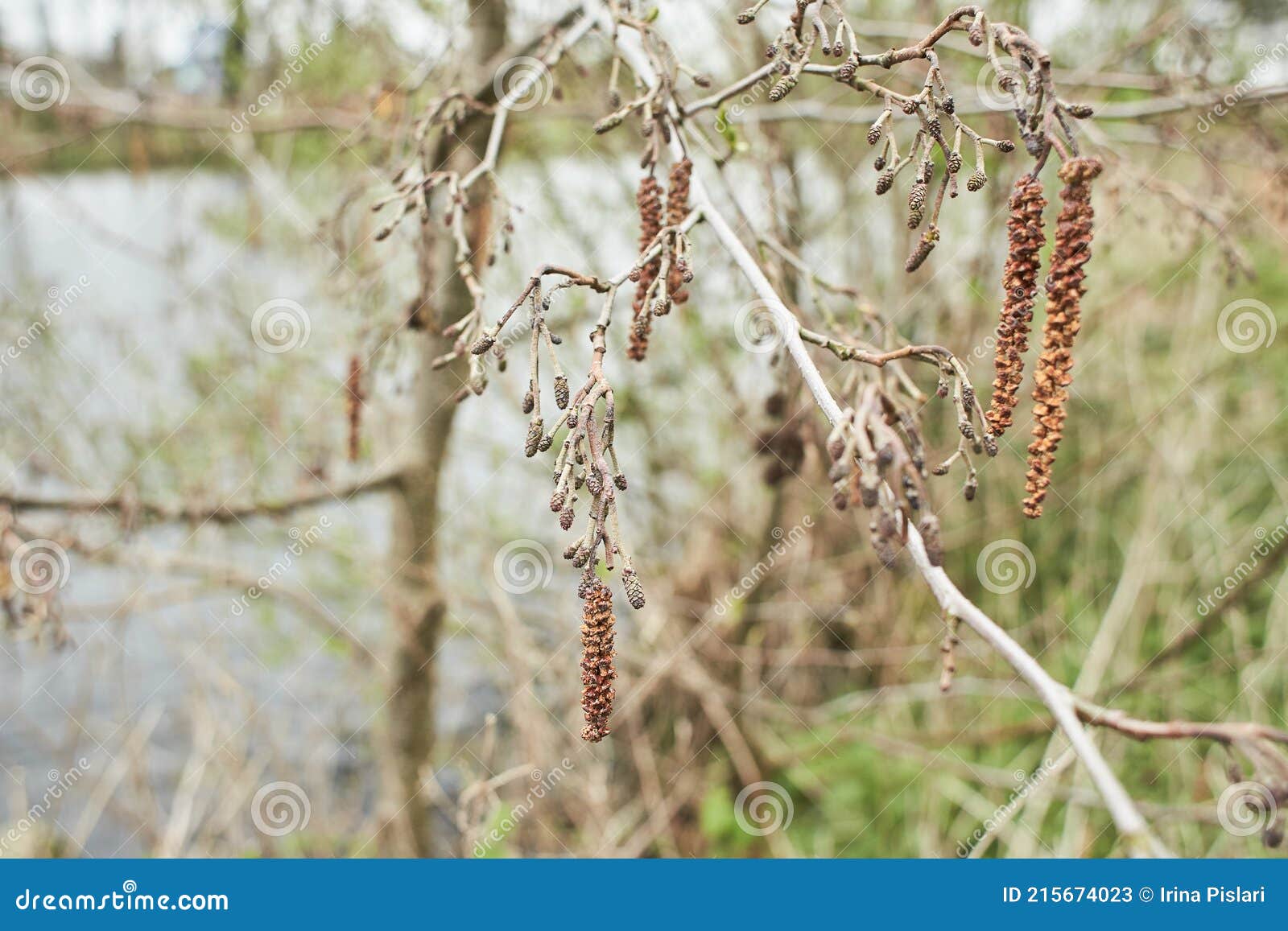 New Growth Budding Out Birch in Spring Time. Stock Image - Image of ...