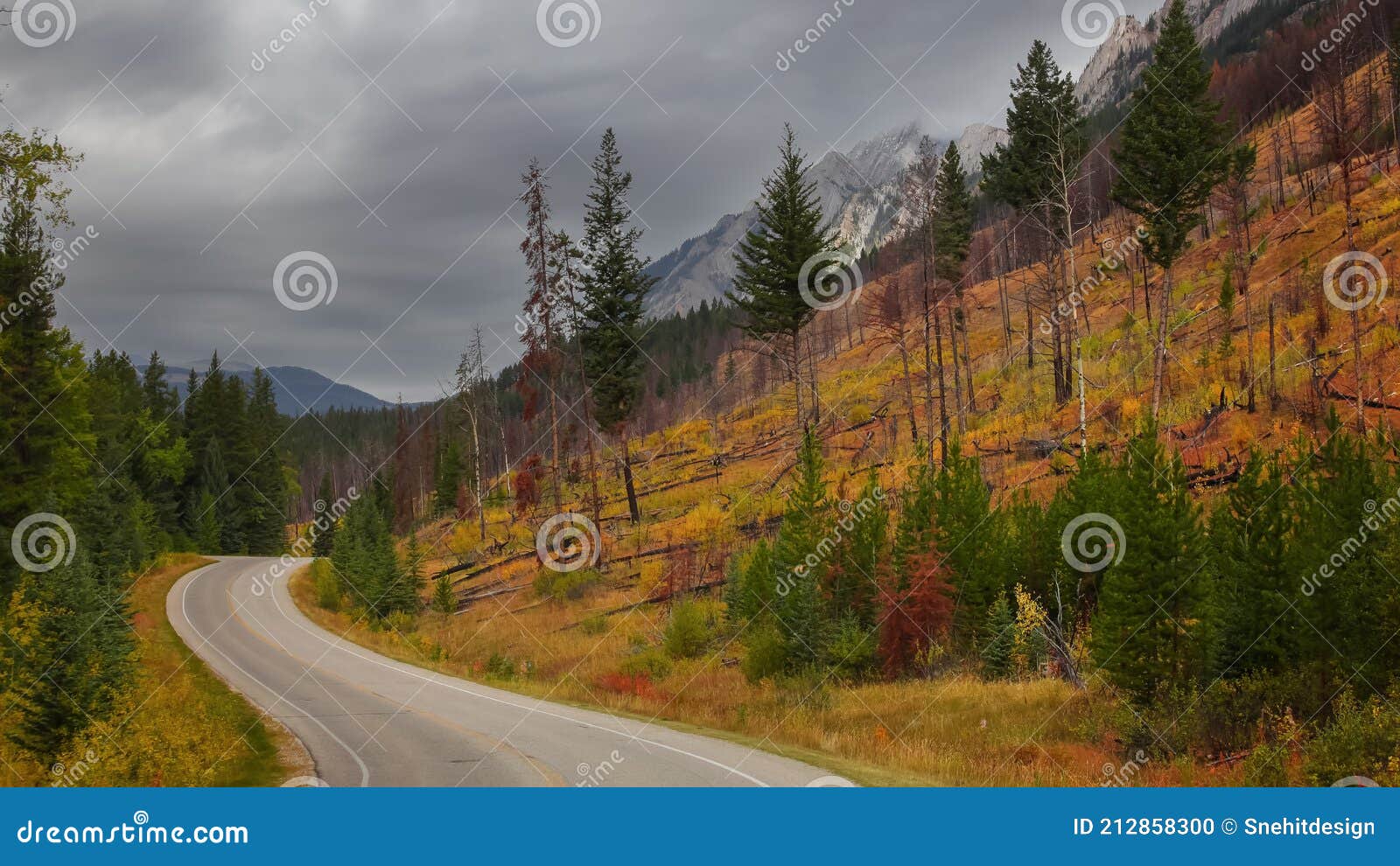 New Growth from Burnt Forest in Banff National Park Stock Photo - Image ...