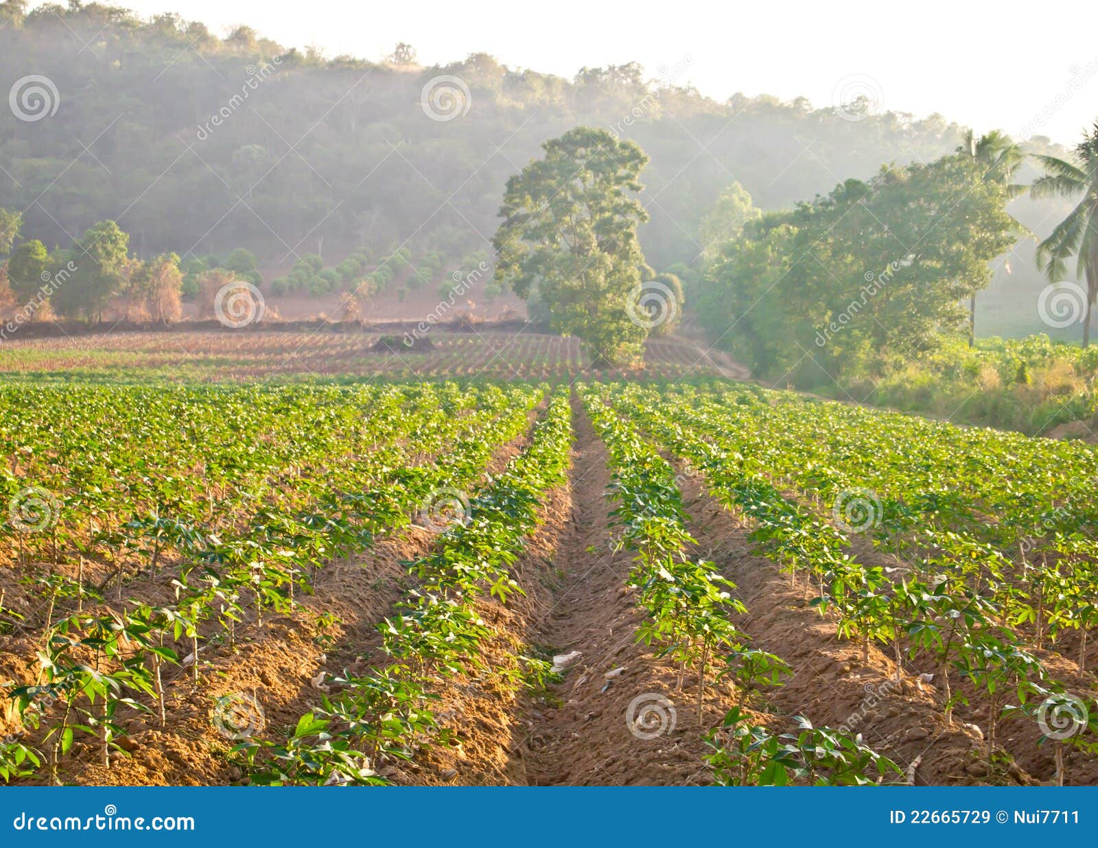 New growth cassava crop stock image. Image of cassava - 22665729