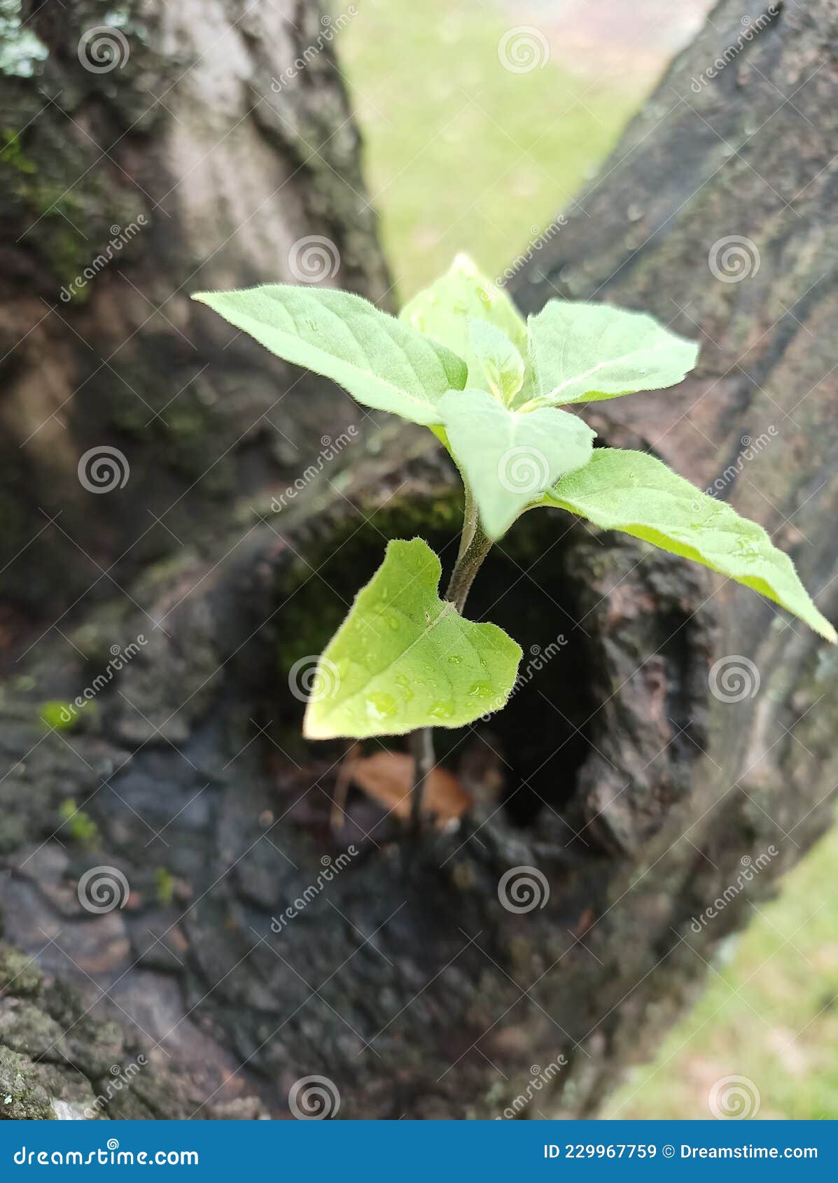 New Growth from Dead Tree Limb Stock Image - Image of garden, tree ...