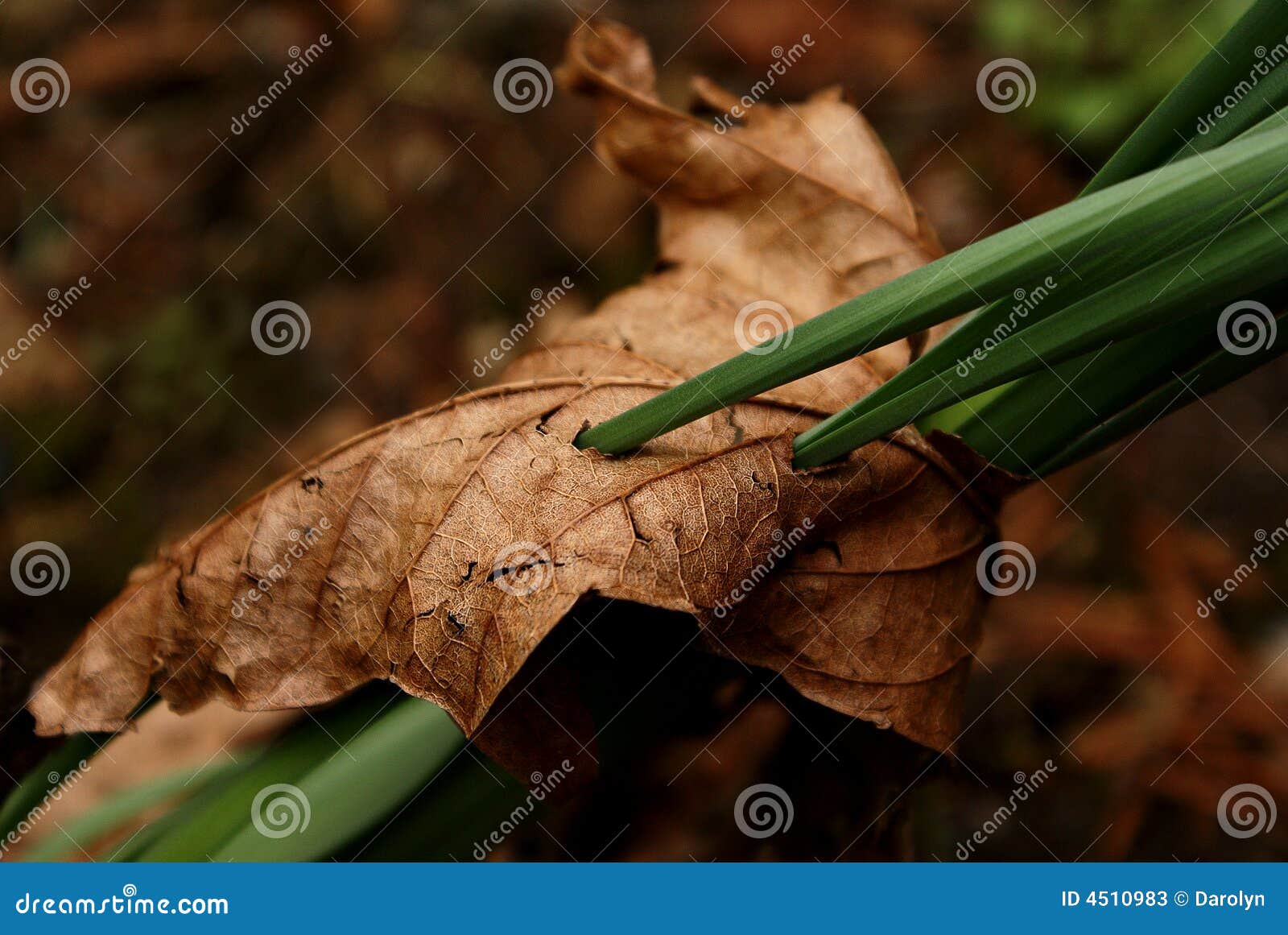 New Growth through Decaying Leaf Stock Image - Image of lifting, veins ...
