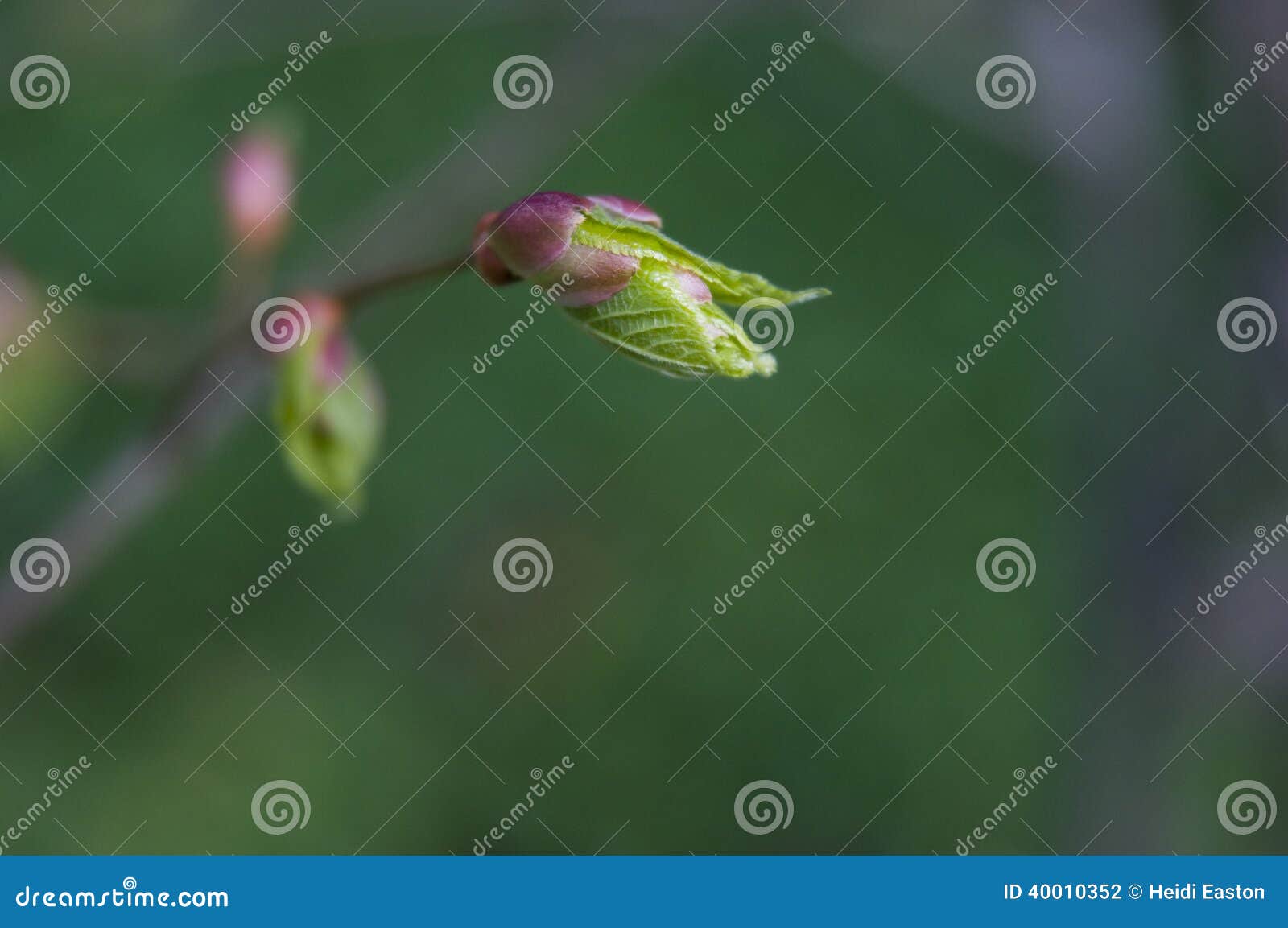 New growth stock photo. Image of green, leaves, colour - 40010352