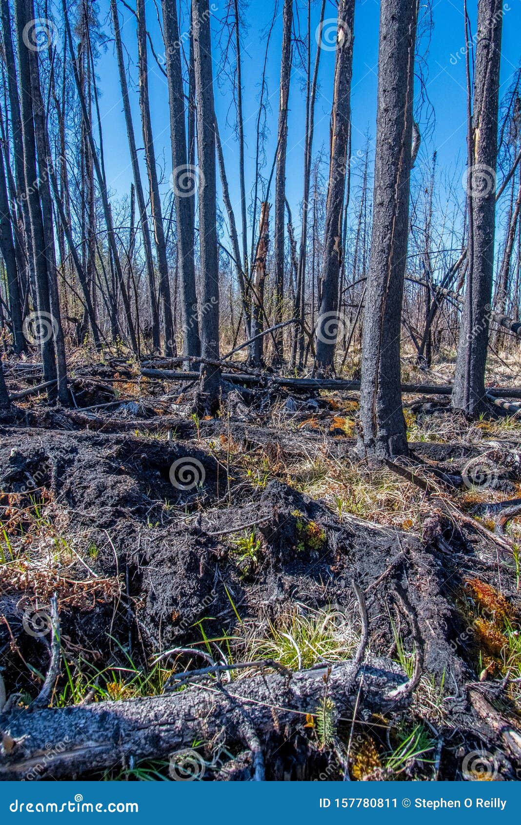 New growth after the fire stock image. Image of fire - 157780811