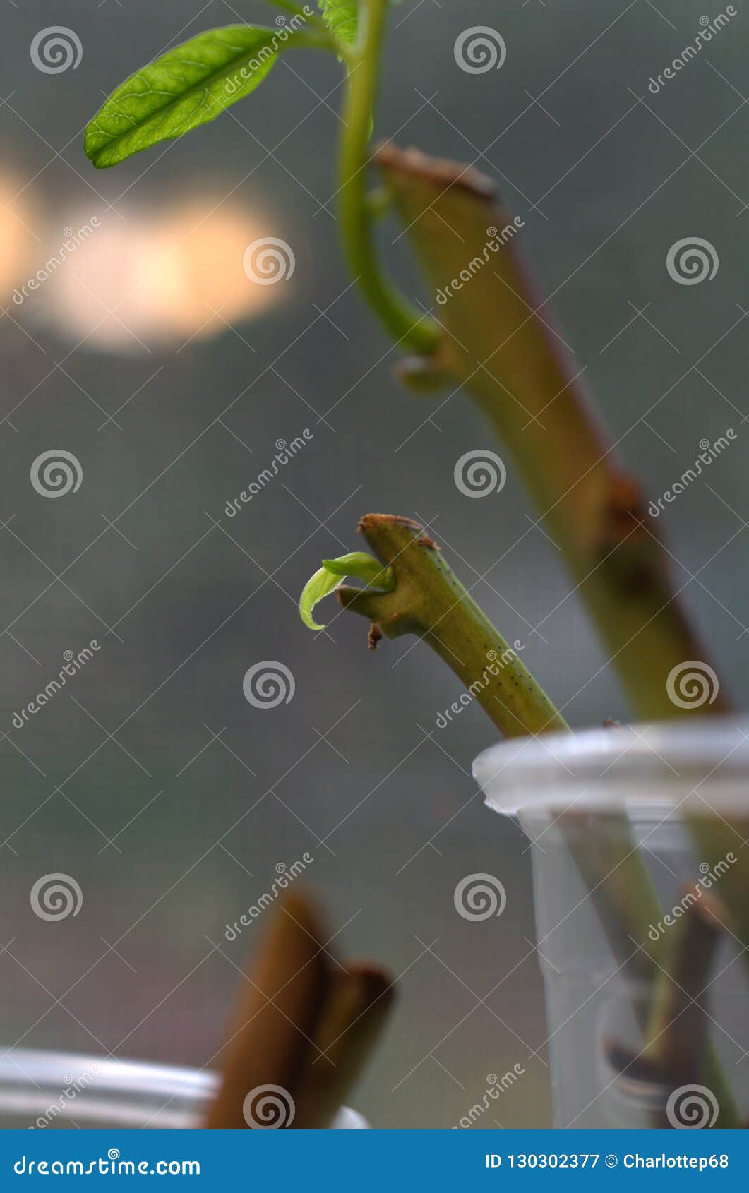 New growth stock image. Image of botanical, emerge, botany - 130302377