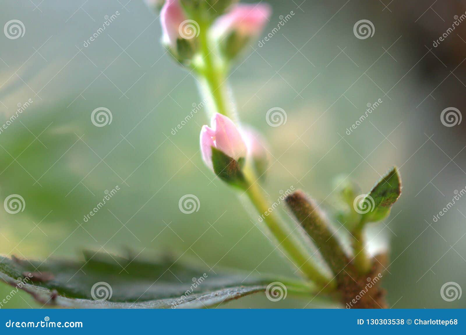 New growth stock photo. Image of growth, shows, bloom - 130303538